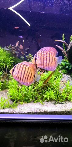 Дискус красный туркис