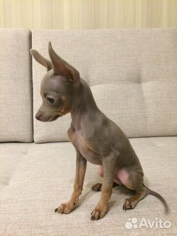 Русский той