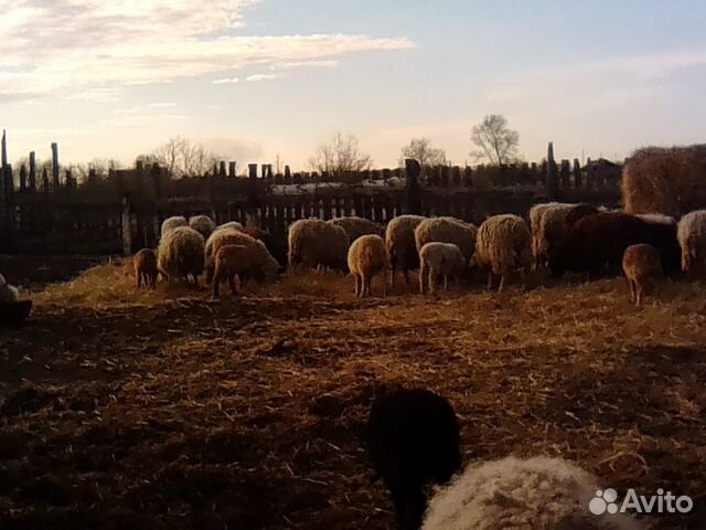 Продам овечек