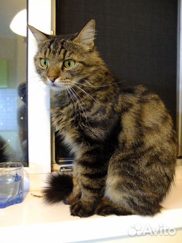 Кот Вася, 5 лет, стерилен, в дар