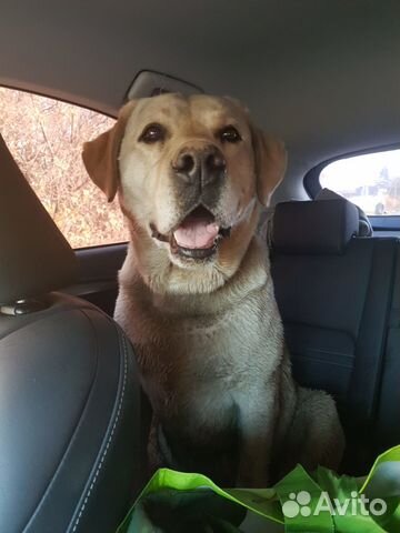 Молодой кобель лабрадора