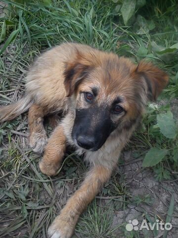 Нюша ищет дом