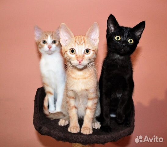 Замурчательные котята)