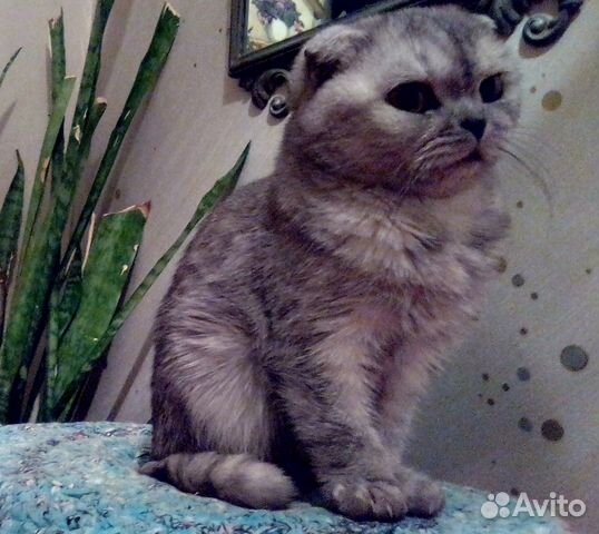 Ах,эти шотландцы