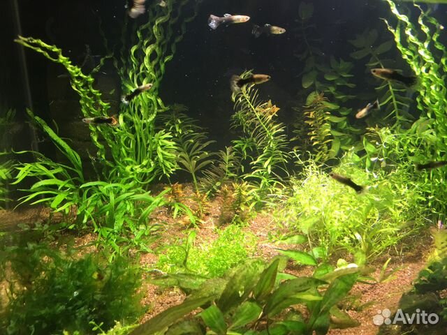 Аквариум 40л