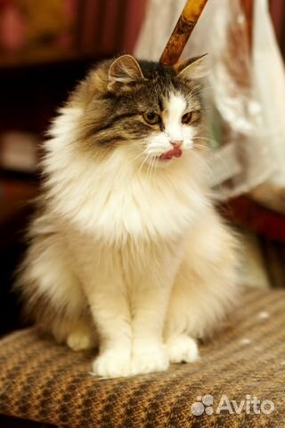 Очень пушистая Шурочка