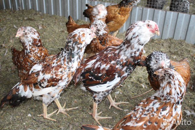 Семья молодых орловцев