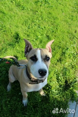 Подрощенный щенок Стаффа