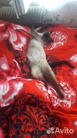 Отдам сиамскую кошку