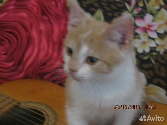 Котята 1, 5 мес.:мальчик-рыжий, девочка-трехцветка