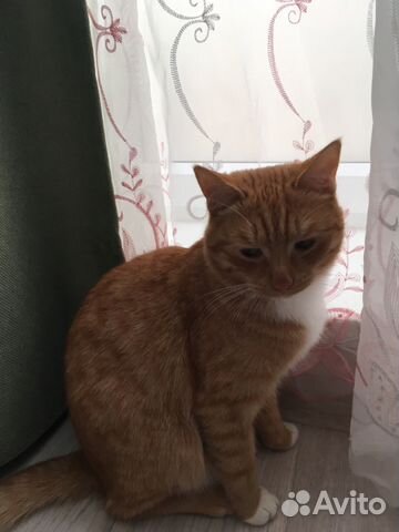 Кастрированный кот Рыжик