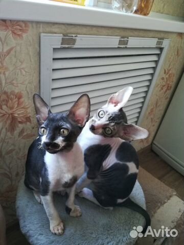 Корниш-рекс котята