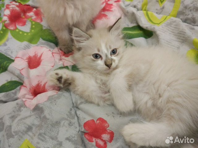 Котенок рэгдолл в добрые руки