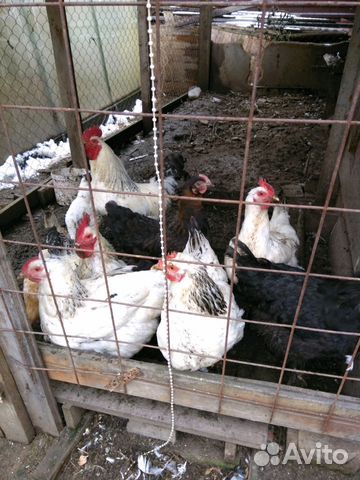 Курицы-несушки