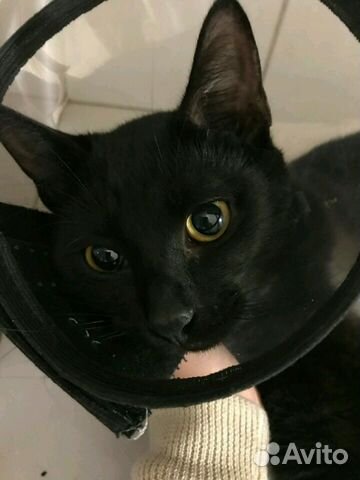 В добрые ручки Черныш