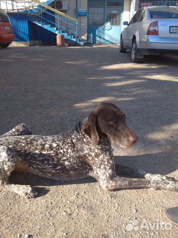 Чей курцхаар