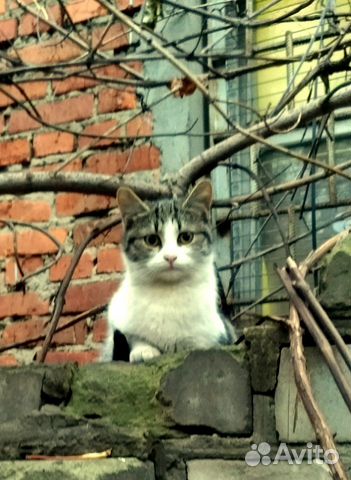 Нежная малышка Люси ищет дом