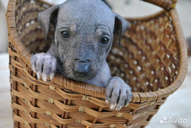 Ксолоитцкуинтли