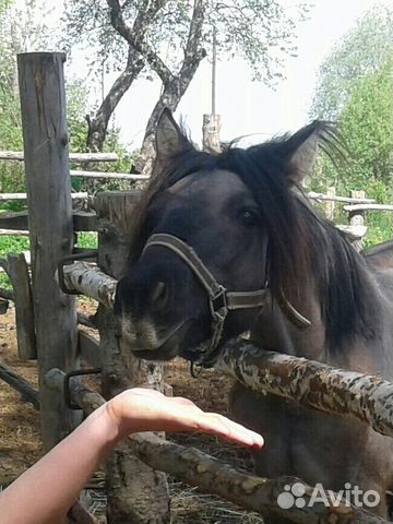 Продам кобылку и жеребчика башкирской породы