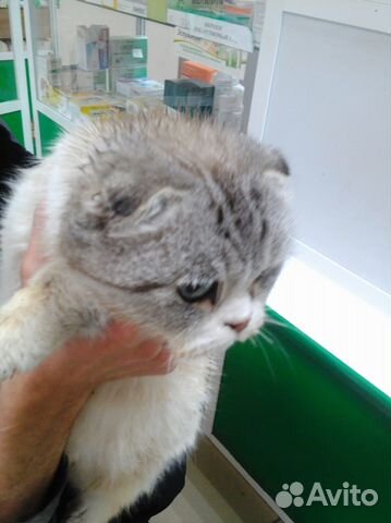 Шотландская