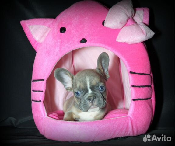 Голубо-палевые мальчишки