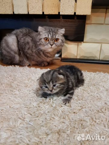 Продам котёнка