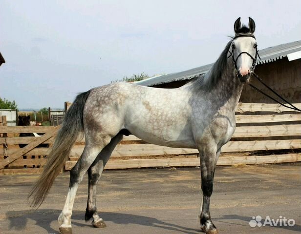 Жеребец. Орловский рысак