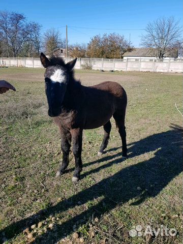 Продам клепера