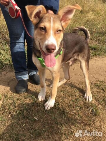 Красивый шоколадный мальчишка