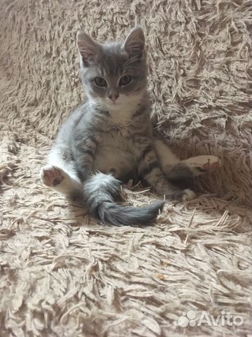 Котёнок британки