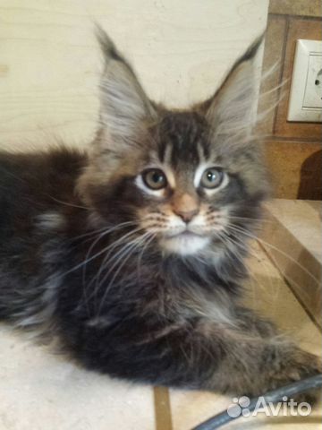 Тикированный котик