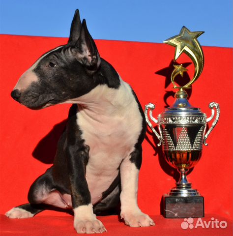 Черно-тигровая стандартная девочка бультерьера