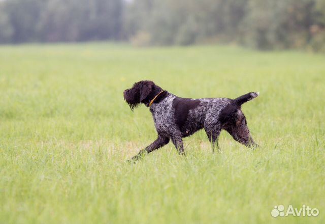 Щенки Дойч дратхаара