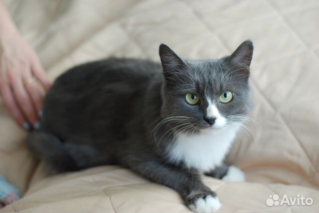 Отдам в добрые руки