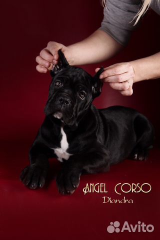 Кане корсо шикарные щенки