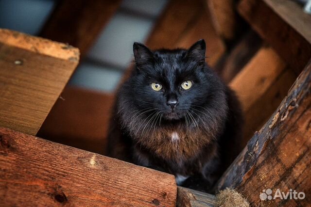 Черный пушистый кот Эд