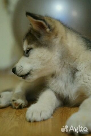 Вязка Аляскинский Маламут