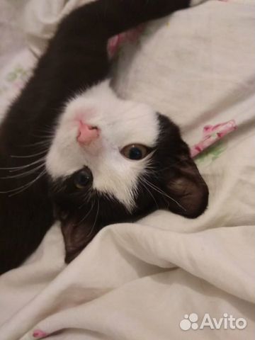 Котенок Инь-Янь