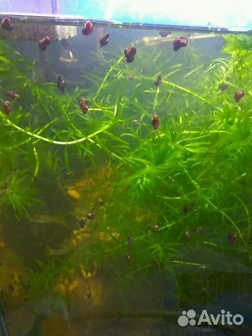 Элодея канадская