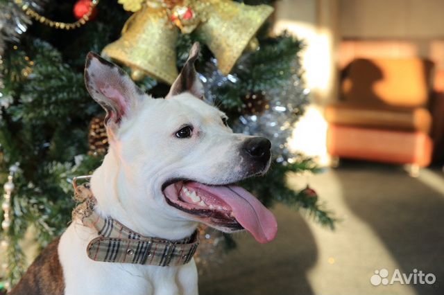 Зефирно-шоколадная стаффка в дар