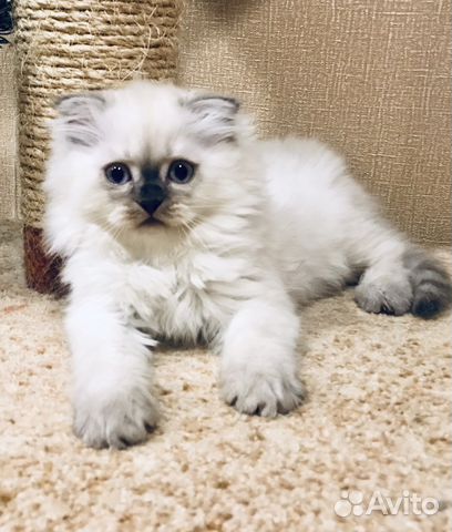 Шотландский малышок