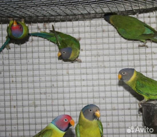 Продам попугаев