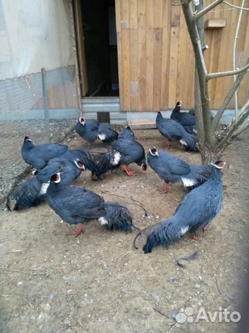 Фазаны разных пород