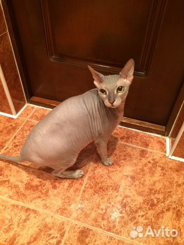 Кошка породы донской сфинкс