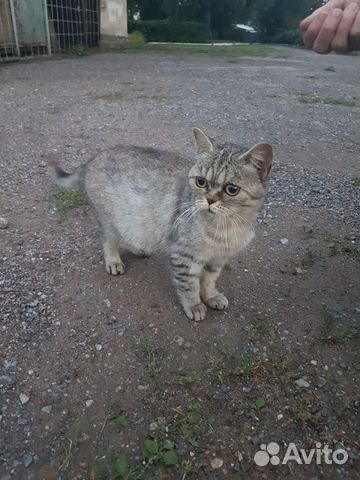 Перс экзот стерилизованная девочка