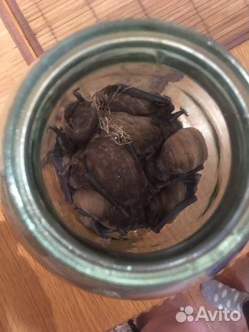 Летучие мыши. Торг уместен