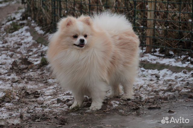 Малый и цверг шпицы