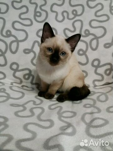 Меконгский бобтейл