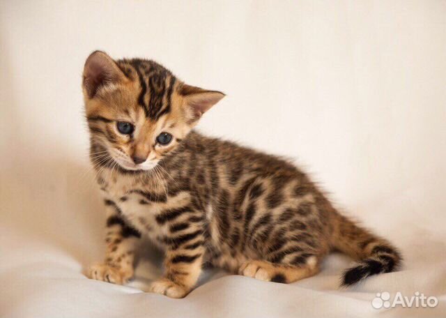 Бенгальская крошка