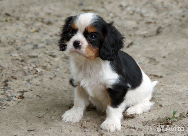 Щенки кавалерчики